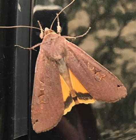 Yellow Underwing Moth Moth Insects Animals