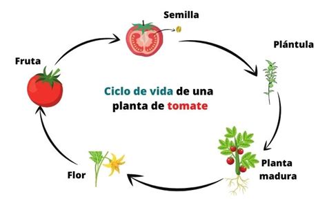 8 Ideas De Fotosintesis Fotosintesis Ciclos De Vida D