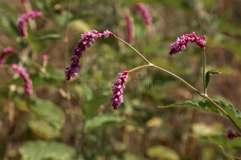 Persicaria Orientalis Beautiful Flowers Flower Of A Princess Feather