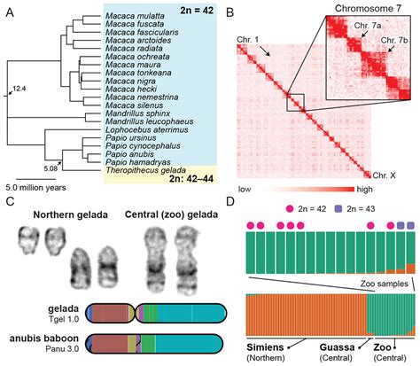 Genomic Signatures Of High Altitude Adaptation And Chromosomal
