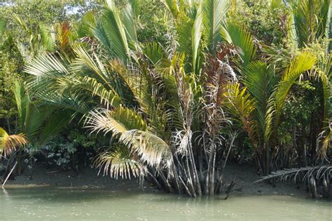 Sundarbans Stock Image Image Of Forest River Tree 286059043