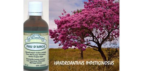 PAU D’ARCO, (LAPACHO), Tincture, (Handroanthus impetiginosus)