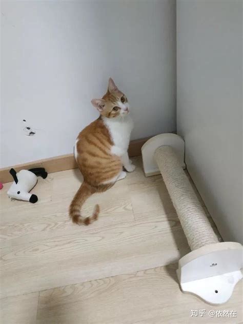 家有橘猫是一种什么样的体验