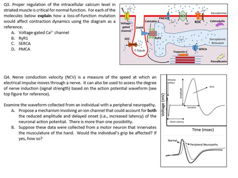 Solved Q3 Proper Regulation Of The Intracellular Calcium