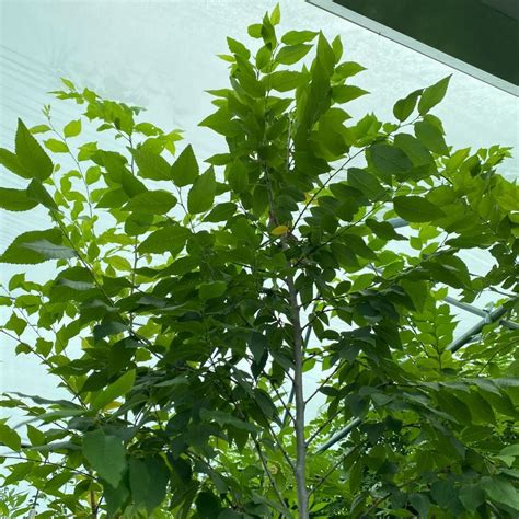 Ulmus Pumila Puszta Puszta Turkesztáni Szil