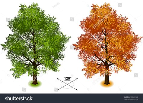 Tree Isometric Trees Vector Stock Vector Royalty Free 192569582 Shutterstock