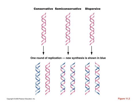 Ppt Chapter 10 Dna Replication And Recombination Powerpoint