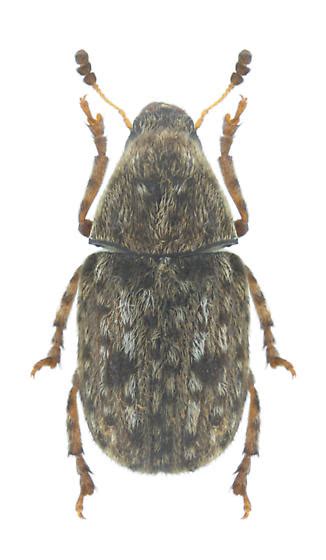 Anthribidae Trigonorhinus Limbatus Bugguidenet