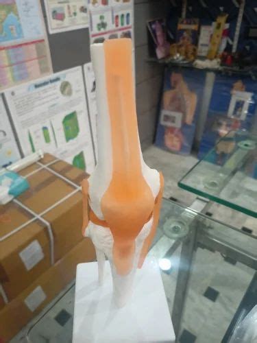 Human Joints Models At Rs 1500 Human Anatomical Models In Ambala Id