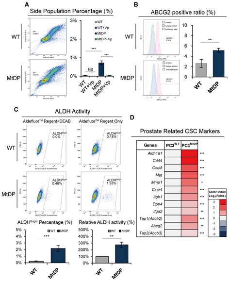 Mtdp Pc3 Cells Exhibit Enhanced Cancer Stemness Features A The Sp