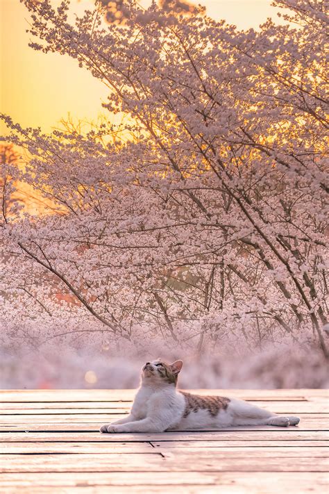 狸奴卧赏，群樱闪耀狸新浪新闻