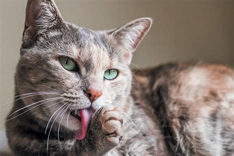 Mengapa Kucing Menjilat Dan Memakan Rambut Kita