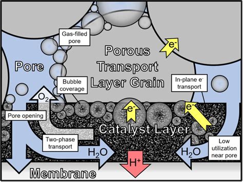 Depiction Of Transport Phenomena In The Cl At The Interface Between The