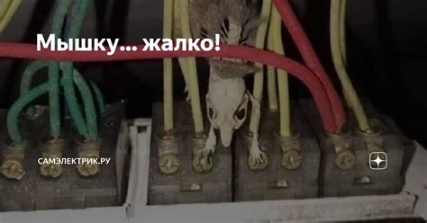 Мышку жалко СамЭлектрик ру Дзен