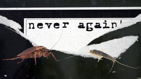 Silverfish Vs Cockroach Everything You Need To Know School Of Bugs