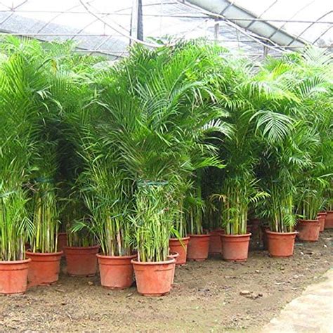 Best Areca Palm Plants Nurseries Near To Me Shop Now In Kadiyam India