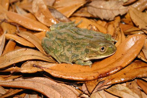 Wc Dasha Tincs Atelopus Chilean Water Toad Melanophryniscus