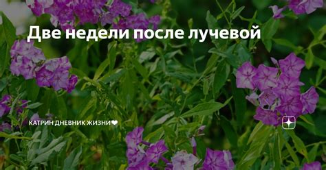 Две недели после лучевой Катрин Дневник жизни ️ Дзен