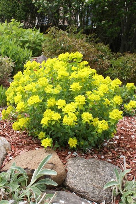 Cushion Spurge Euphorbia Polychroma From Growing Colors