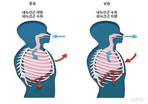 호흡시 통증을 유발하는 늑간근갈비사이근이란 무엇인가 네이버 블로그