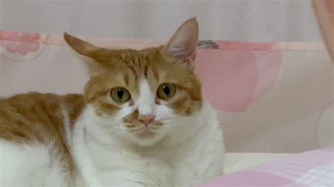 笑死别人三更半夜emo爱情，我天天emo亲情，还是好好爱我的橘子好了 呆呆 Budaidaimao