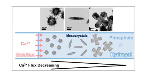 Diffusion Controlled Crystallization Of Fluorapatite Mesocrystals In A