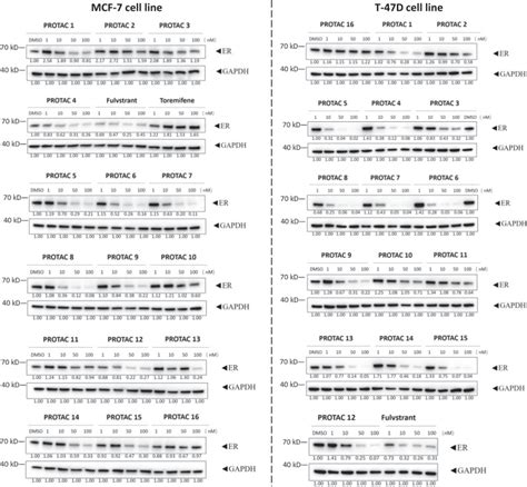 Deepprotacs Is A Deep Learning Based Targeted Degradation Predictor For Protacs Pmc