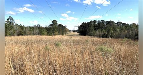 Preserving Endangered Species The Gopher Tortoise And Cooperative Energys Approach Tandd World Preserving Endangered Species The Gopher Tortoise And Cooperative Energys Approach Tandd World