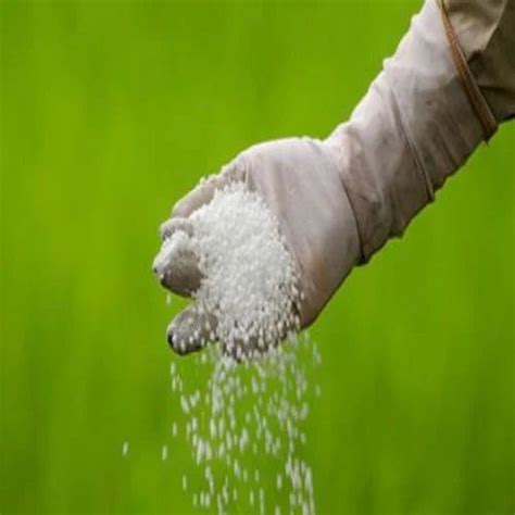 Raw Maize In Begusarai कच्चा मक्का बेगूसराय Latest Price And Mandi