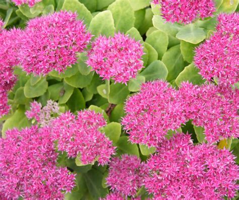 Drought Tolerant Plants A Guide To Creating A Water Wise Garden