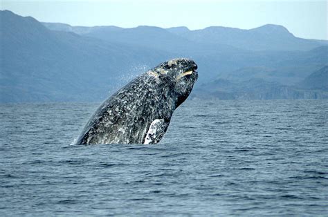 Ballena Gris Características Migración Alimentación Reproducción