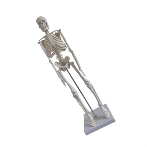 Medical Anatomical Skeleton Human Skeleton Model Scientific Model For Anatomy £1928 Picclick Uk