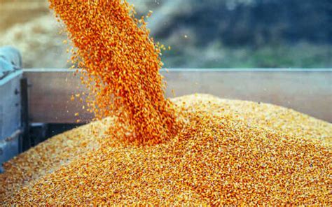 Європейські фермери вимагають накласти обмеження на імпорт української