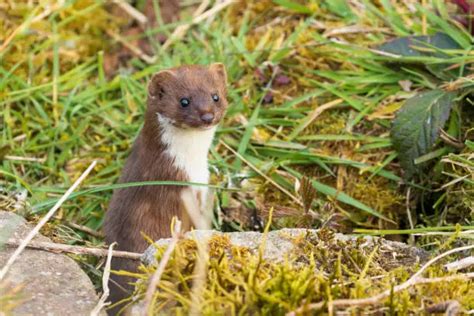 Weasel Pictures Download Free Images On Unsplash