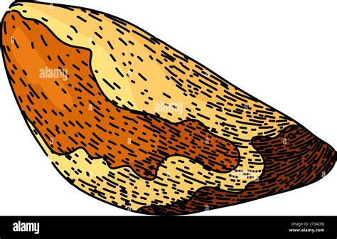 Seed Brazil Nut Sketch Hand Drawn Vector Stock Vector Image And Art Alamy