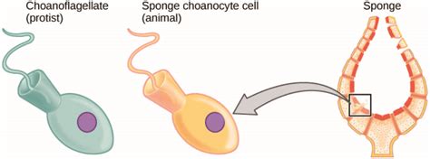 A Mathematical Tale Of Fibers Fluids And Flagella Siam