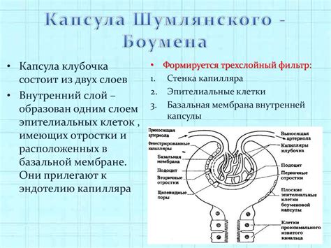 Выделительная система человека презентация онлайн