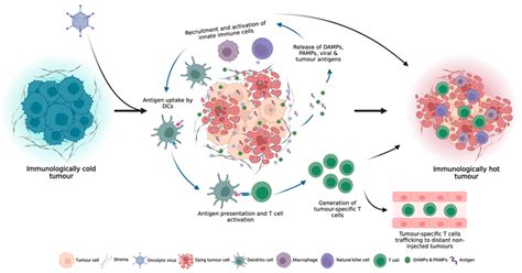 Challenges And Opportunities In Oncolytic Virus Development — Scendea
