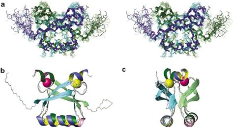 Solution Structure Of The Oncoprotein E7 From Hpv45 A Stereoview Download Scientific