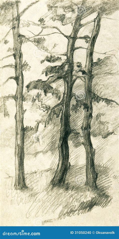 Pine Tree Pencil Drawing