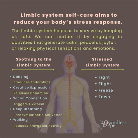 The Limbic System Exploring The Emotional Center Of The Brain Artofit