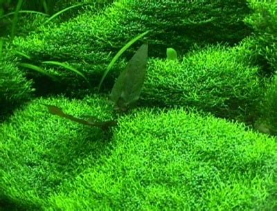 Аквариумные растения, плавающие на поверхности воды ' Аквариум