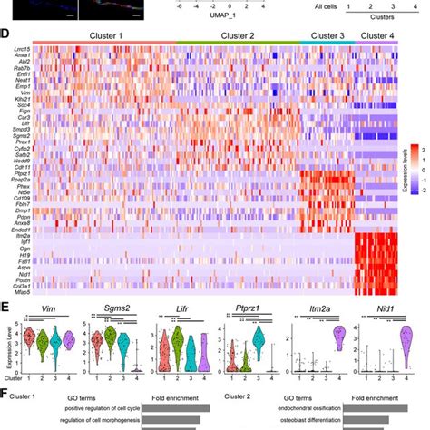 Clustering Analysis Of Gene Expression Profiles Of Single Venus⁺ Download Scientific Diagram