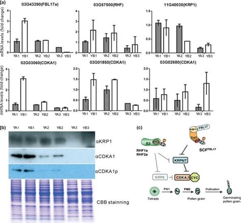 Expression Analysis Of Cell Cycle Associated Genes Between The Honglian