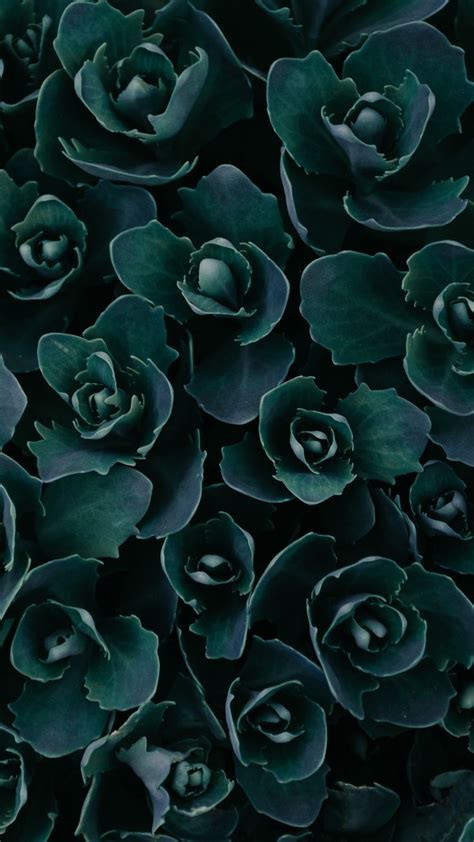 Green Small House Plants Close Up Pattern Wallpaper Sfondi Per