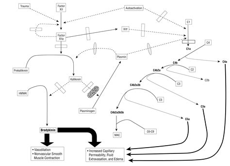 Hereditary Angioedema A Broad Review For Clinicians Allergy And