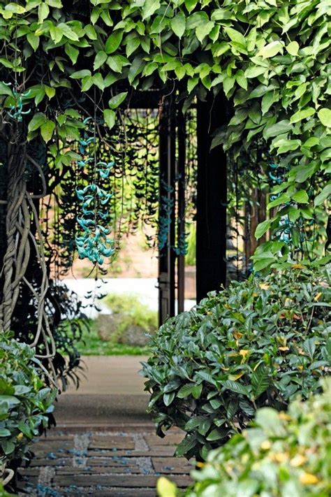 Plantas Para Muro Verde Variedades Ideais Para Seu Jardim