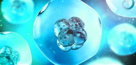 What Is A Mosaic Embryo What Is A Mosaic Embryo