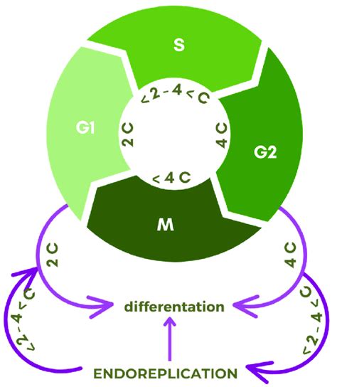 Scheme Of Transition Points Of The Cell Division Cycle With G1 S G2 Download Scientific