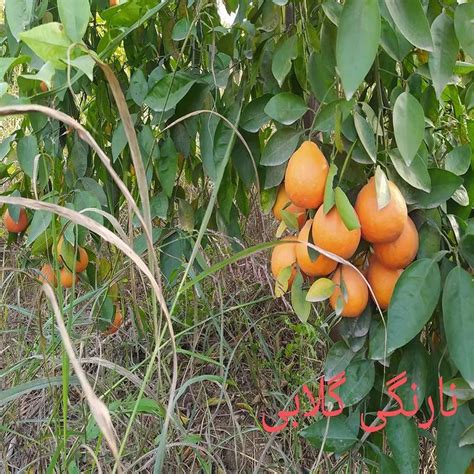 فروش نهال نارنگی گلابی چچیلاس